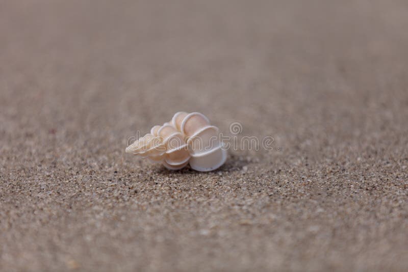 Precious Wentletrap Epitonium Scalare Shell Stock Photo - Image of ...