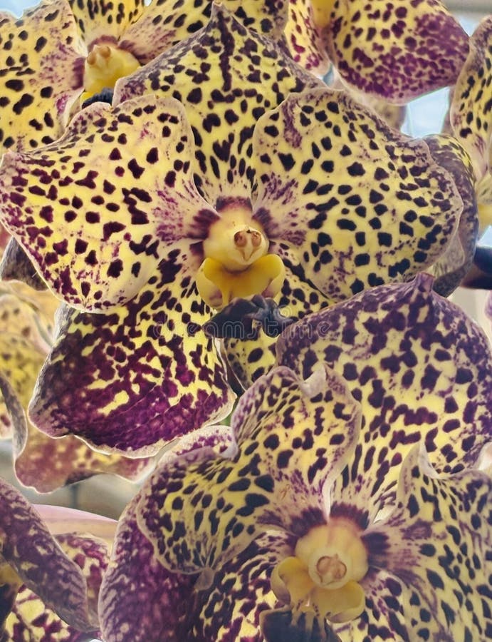 Precious Yellow Spotted Vanda Orchid Stock Photo - Image of wildflower ...