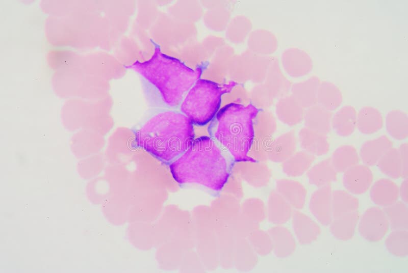 Precursor cell stock image. Image of biology, cage, clot - 50488019