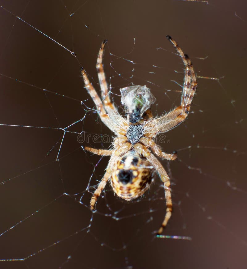 Ragno e mosca fotografia stock. Immagine di zanna, mangi - 21233142