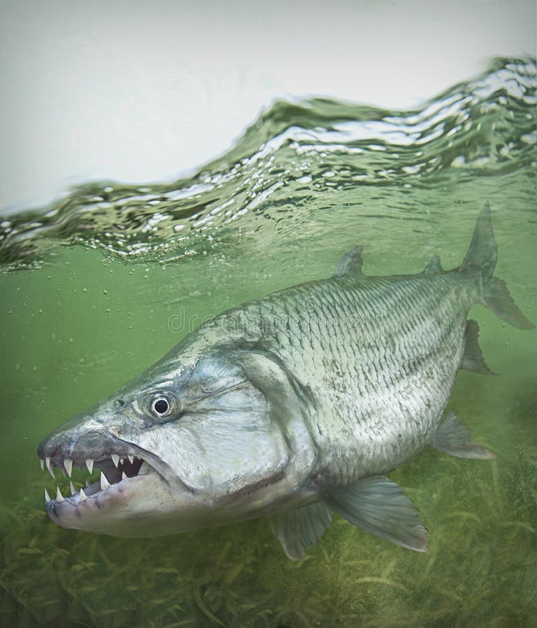 Predador Toothy De Tigerfish Do Africano Foto de Stock - Imagem de ...