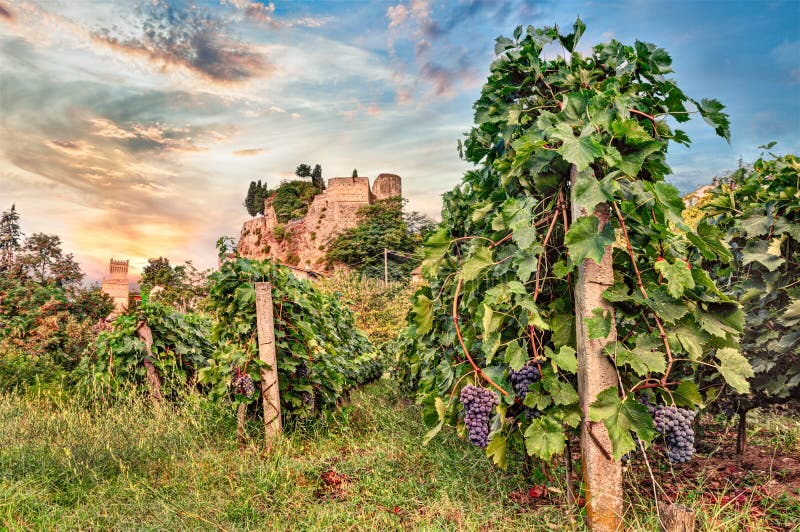 Predappio, Emilia Romagna, Italy: Vineyard for Wine Production Stock ...