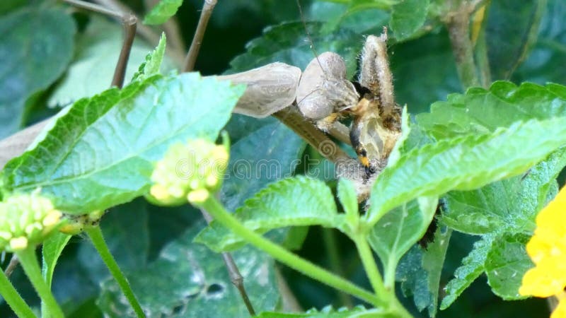 Predation: Praying Mantis that Devours Food4 Stock Video - Video of ...