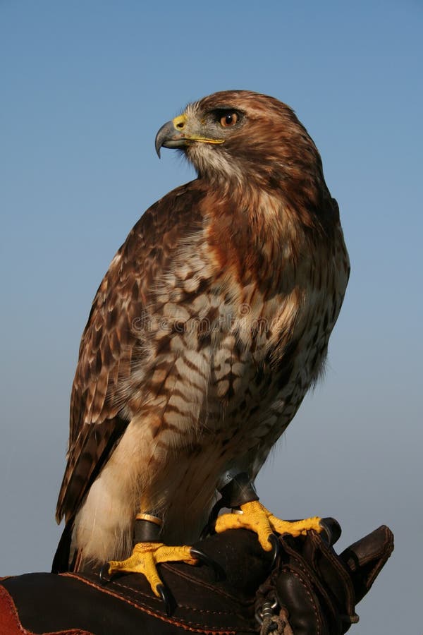 Predator stock photo. Image of royal, claws, hawk, predator - 1856994