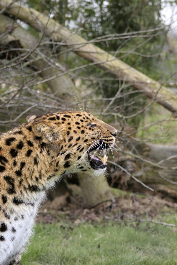 Predator Picture. Image: 2015319