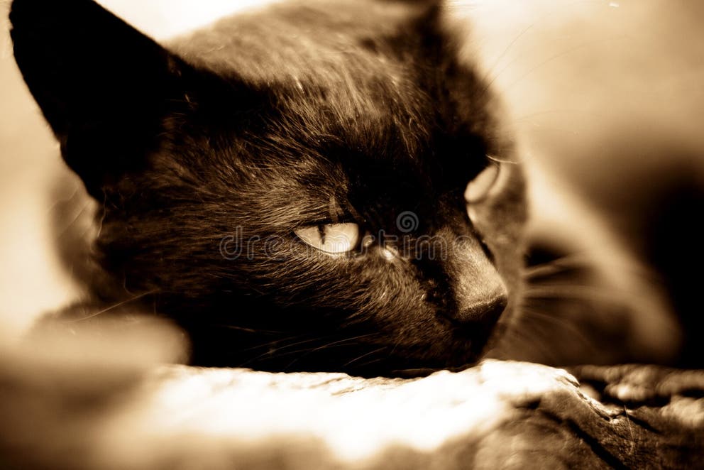 Predator stock photo. Image of soft, purr, furry, sepia - 9781106
