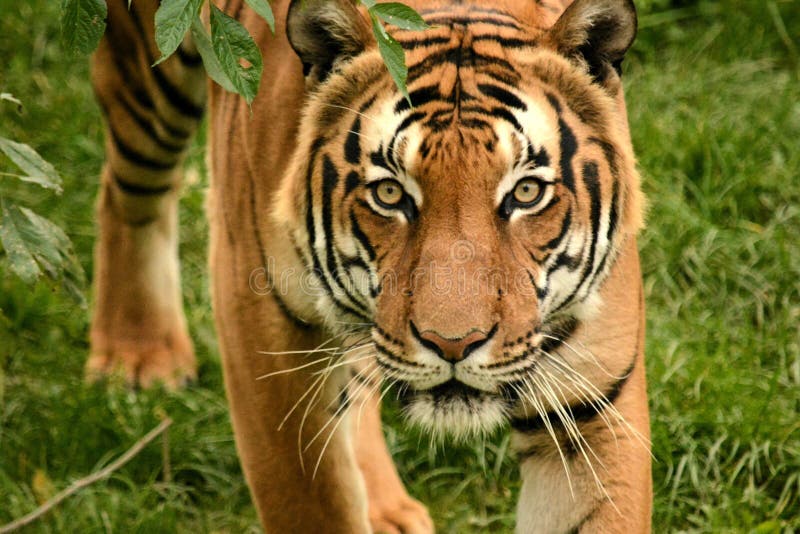 Predator stock image. Image of lion, wildlife, fast, nature - 46246497