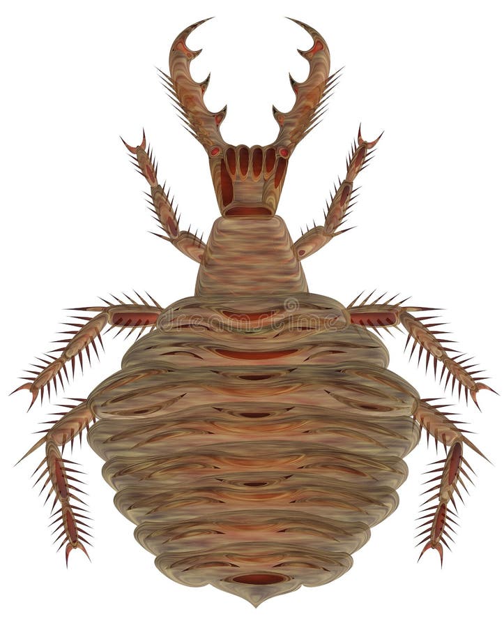 Predator Antlion Larva Isolated Stock Image - Image of entomology ...