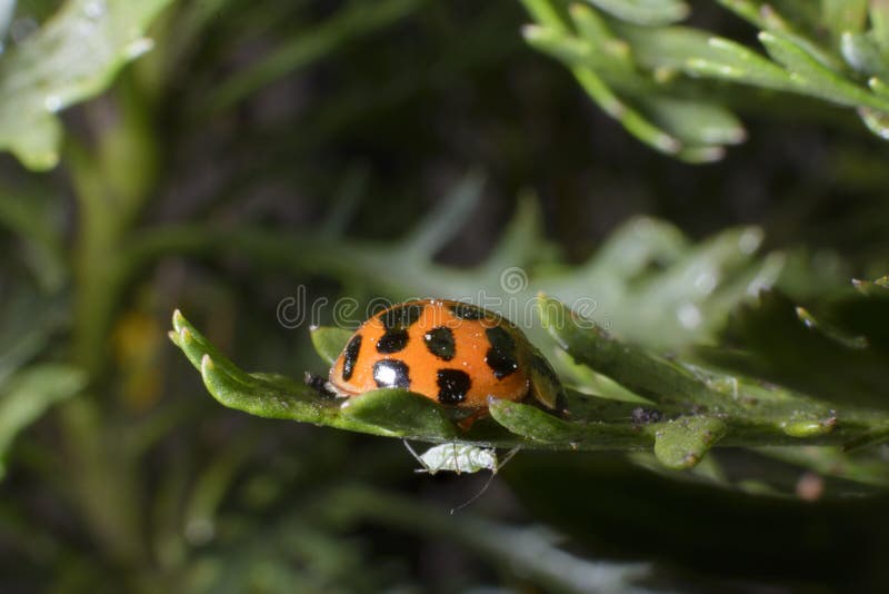 Ladybug and Aphid in the Garden Plants Stock Photo - Image of small ...
