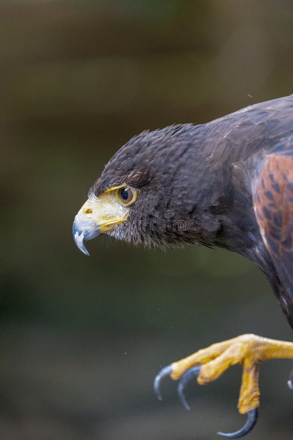A Predator, a Bird from Mexico Stock Photo - Image of mexico, wild ...