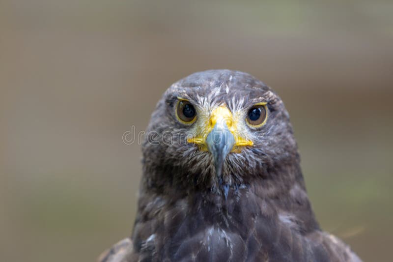 A Predator, a Bird from Mexico Stock Image - Image of wild, aggression ...