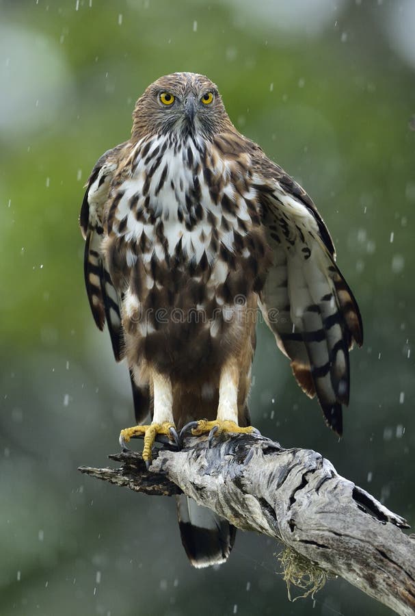 The Changeable Hawk-eagle Nisaetus Cirrhatus Stock Image - Image of ...