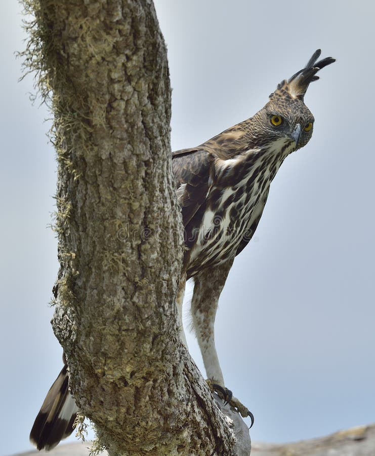 Predator bird on the tree. stock photo. Image of natural - 103848728