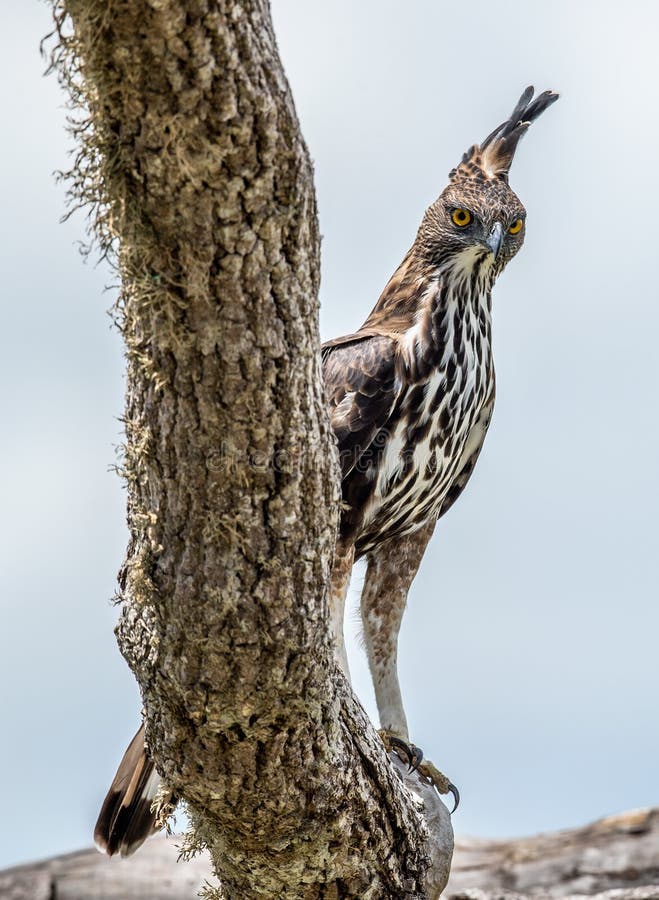 Predator bird on the tree. stock photo. Image of look - 133505174