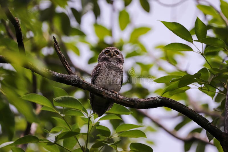 Predator Bird on a Tree in a Public Nature Forest Park. Stock Photo ...