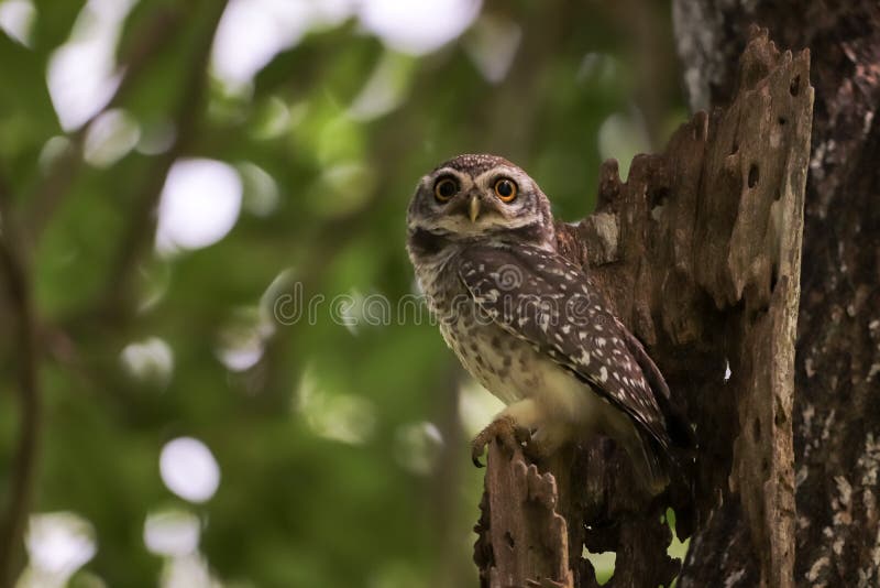 Predator S Eyes on a Tree in a Public Natural Forest Park Stock Photo ...