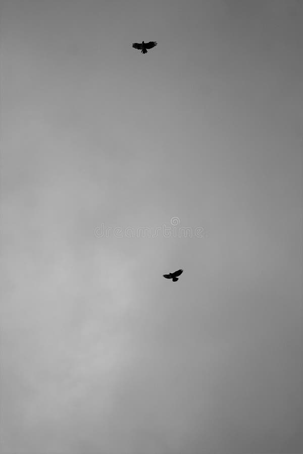 Predator Birds Fly into the Light from the Storm Stock Photo - Image of ...