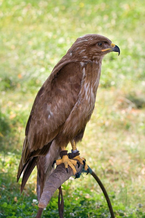 Predator on falconer stand stock photo. Image of falconer - 10501836