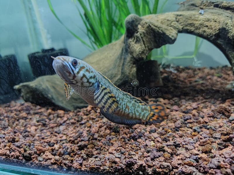 Predator Fish Exotic of Java Stock Image - Image of jungle, java: 230891139