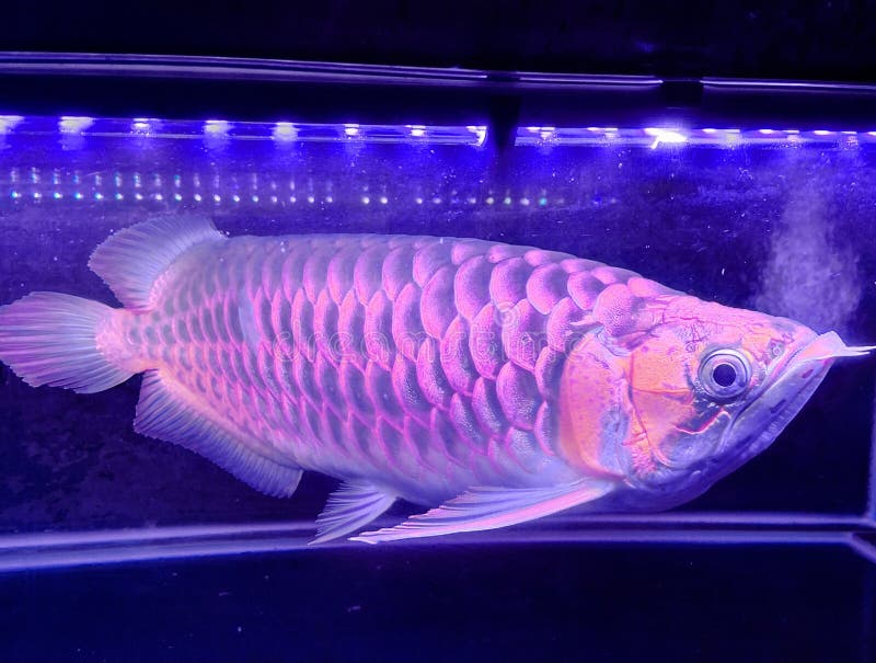 Predator Fish Super Red Arwana Stock Image - Image of fish, predator ...