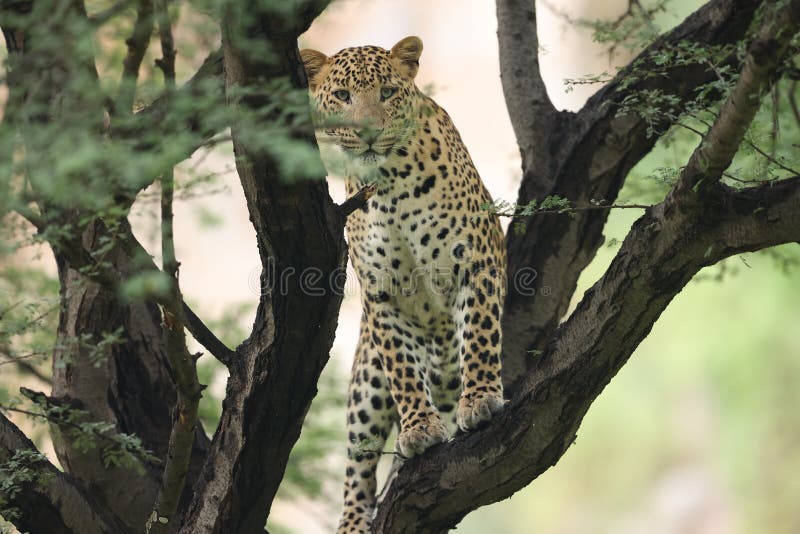 Predator Leopard on a Tree in a Jungle Stock Image - Image of summer ...