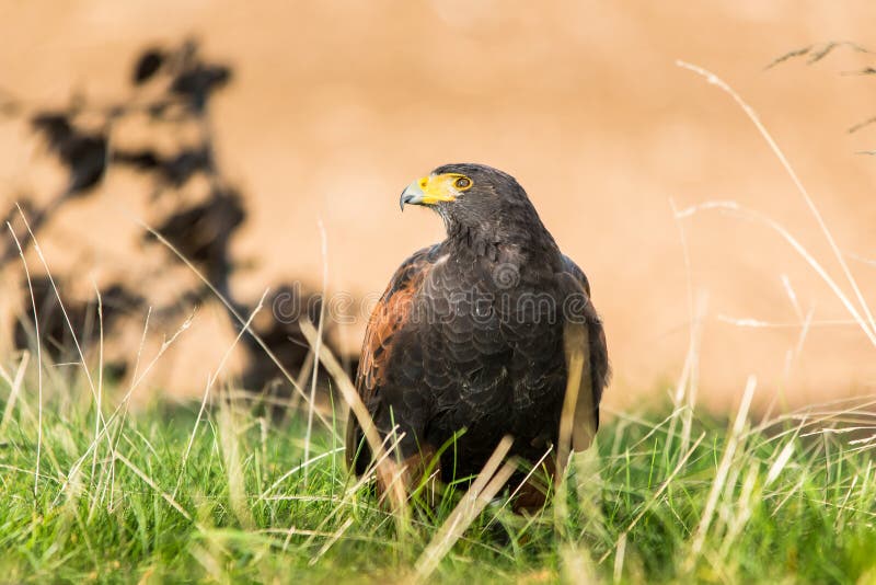 Predator looking sideways stock photo. Image of feather - 60048654