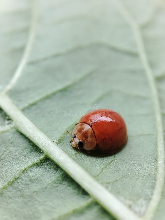 Predator Orange ladybug stock image. Image of invertebrate - 229693575