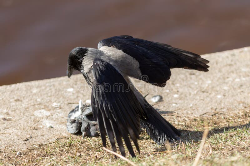 Predator and prey stock photo. Image of gray, beak, flight - 255577918