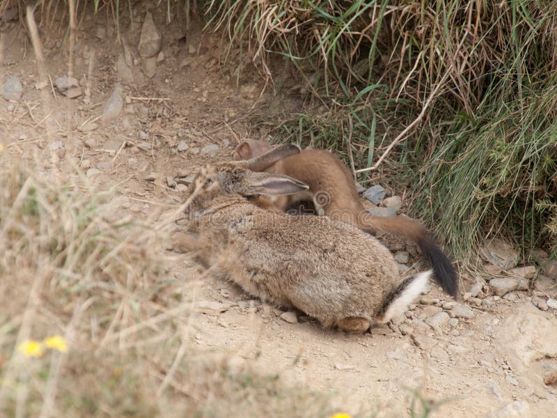 Predator and prey stock image. Image of british, cute - 50046005