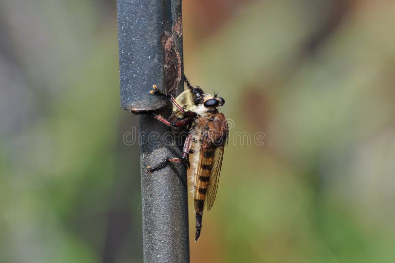 Predator Robber Fly stock photo. Image of environment - 45877996