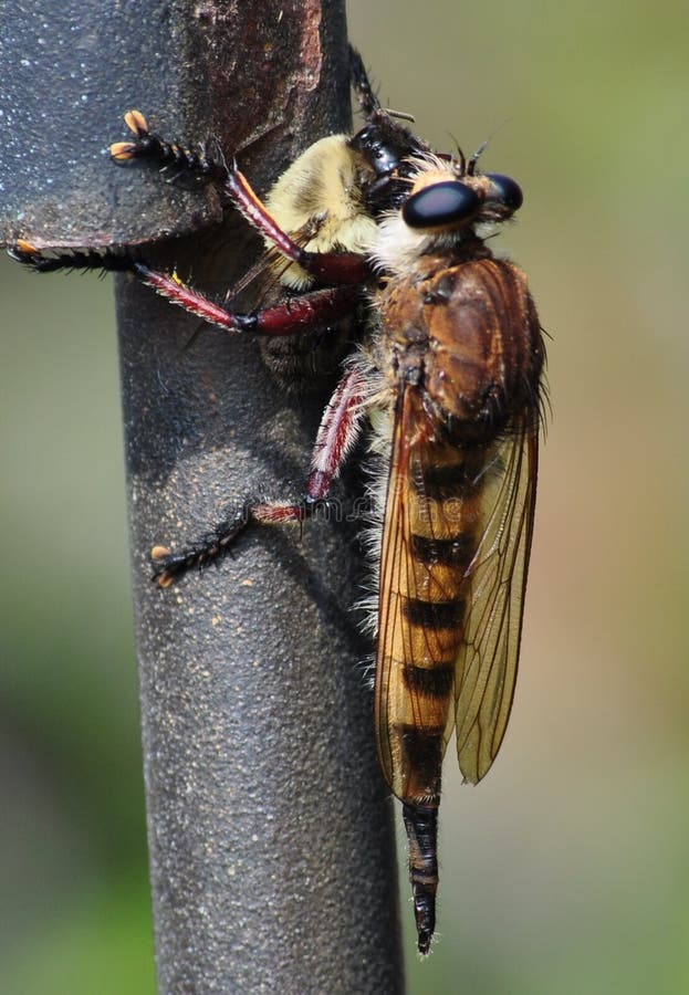 Predator Robber Fly stock photo. Image of garden, proboscis - 51552970
