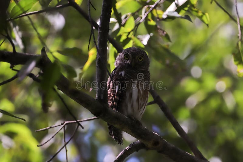 Predator S Eyes on a Tree in a Public Natural Forest Park Stock Photo ...