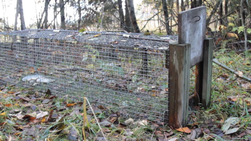 Predator`s trap stock footage. Video of mammal, mesh - 218242528