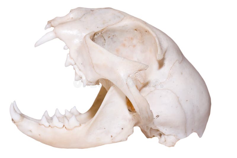 Saber tooth tiger skull stock image. Image of smilodon - 50940813