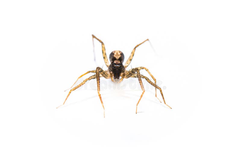 Predator Spider Jumpingb Animal Closeup Front View Macro Stock Image ...