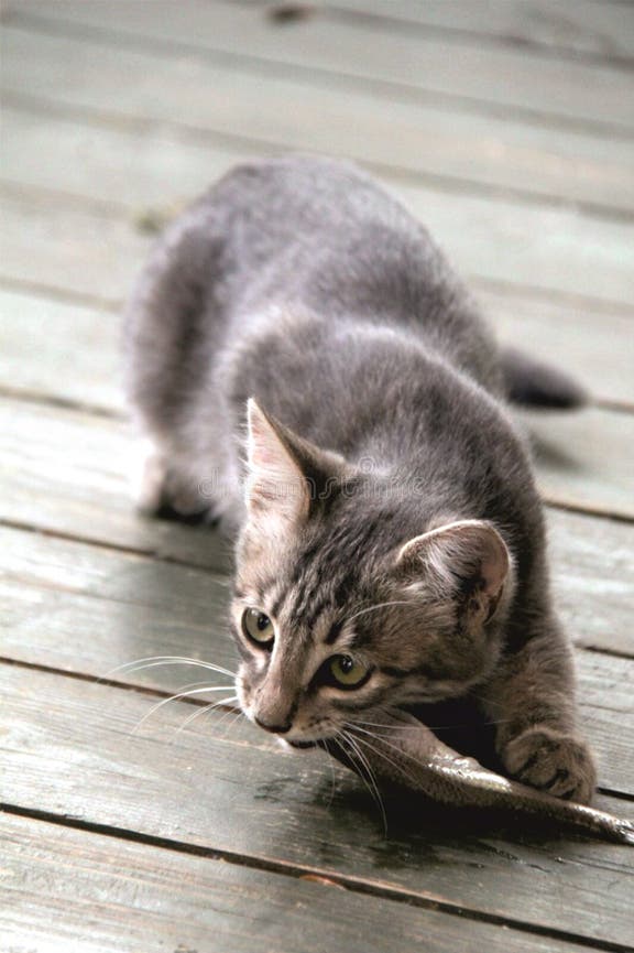 Predator stock image. Image of tabby, predator, eats - 54077153