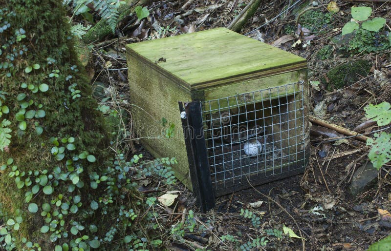 Predator trap stock image. Image of cage, pest, zealand - 70050945