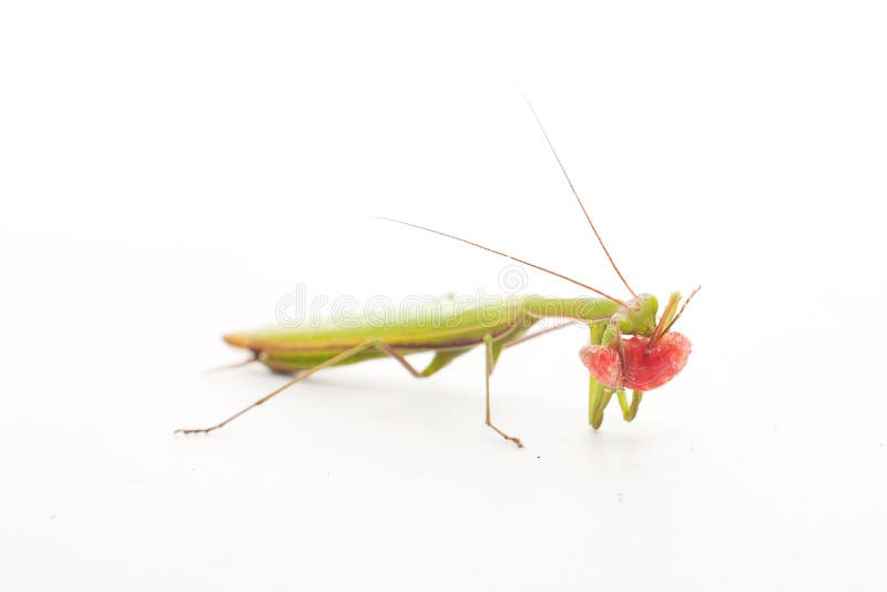 Predator and Victim Animal Isolated on a White Background Stock Image ...