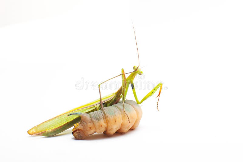 Dog Victim of Animal Abuse and Mistreatment Stock Image - Image of ...