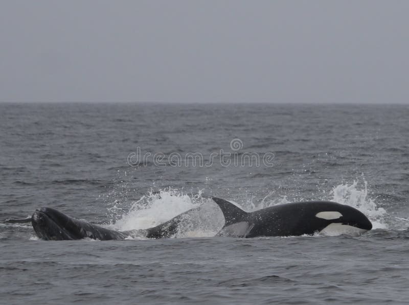 Predator Attacking, Angry Lion Hunting in Safari, Banner, Made with ...