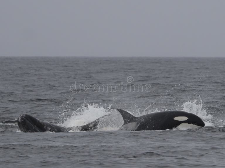 Orca Attacking Grey Whale stock photo. Image of prey - 262867158