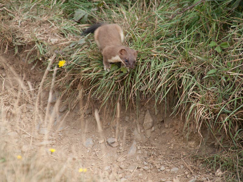 Predator stock image. Image of wild, rabbit, predator - 50045931