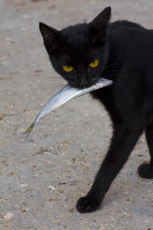 Predatore fotografia stock. Immagine di guardare, spratti - 19208876