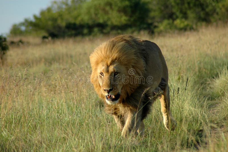 Predatore africano fotografia stock. Immagine di lecchi - 2285746