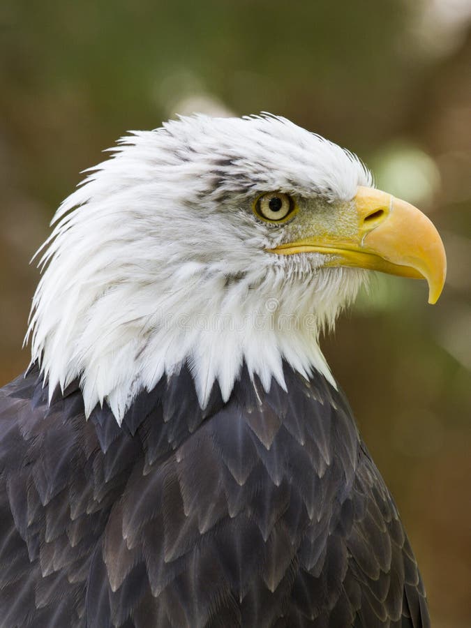 Predatore alato fotografia stock. Immagine di preda, carnivoro - 27908282