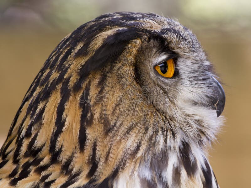 Predatore alato fotografia stock. Immagine di preda, carnivoro - 27908282