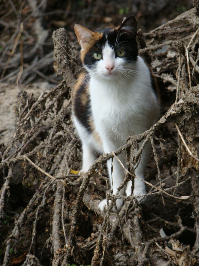 Predatore Del Gatto Della Camera Fotografia Stock - Immagine di casa ...