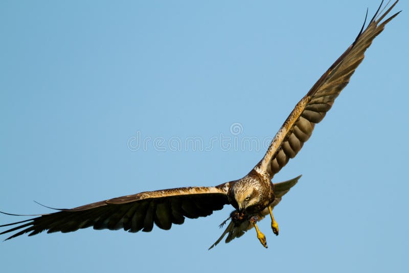 Predatore di palude immagine stock. Immagine di piume - 25038397