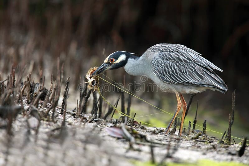 Predatore e preda fotografia stock. Immagine di notte - 16509996