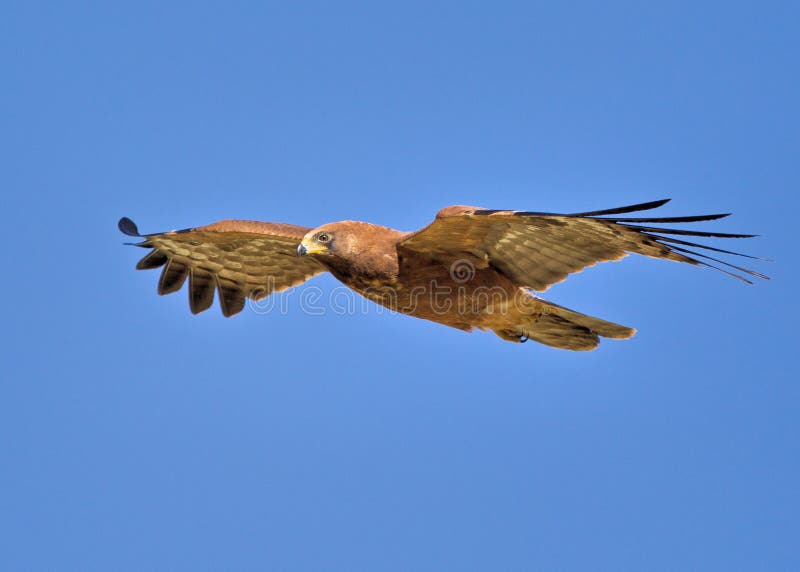 Predatore-Falco africano immagine stock. Immagine di portatore - 23826079